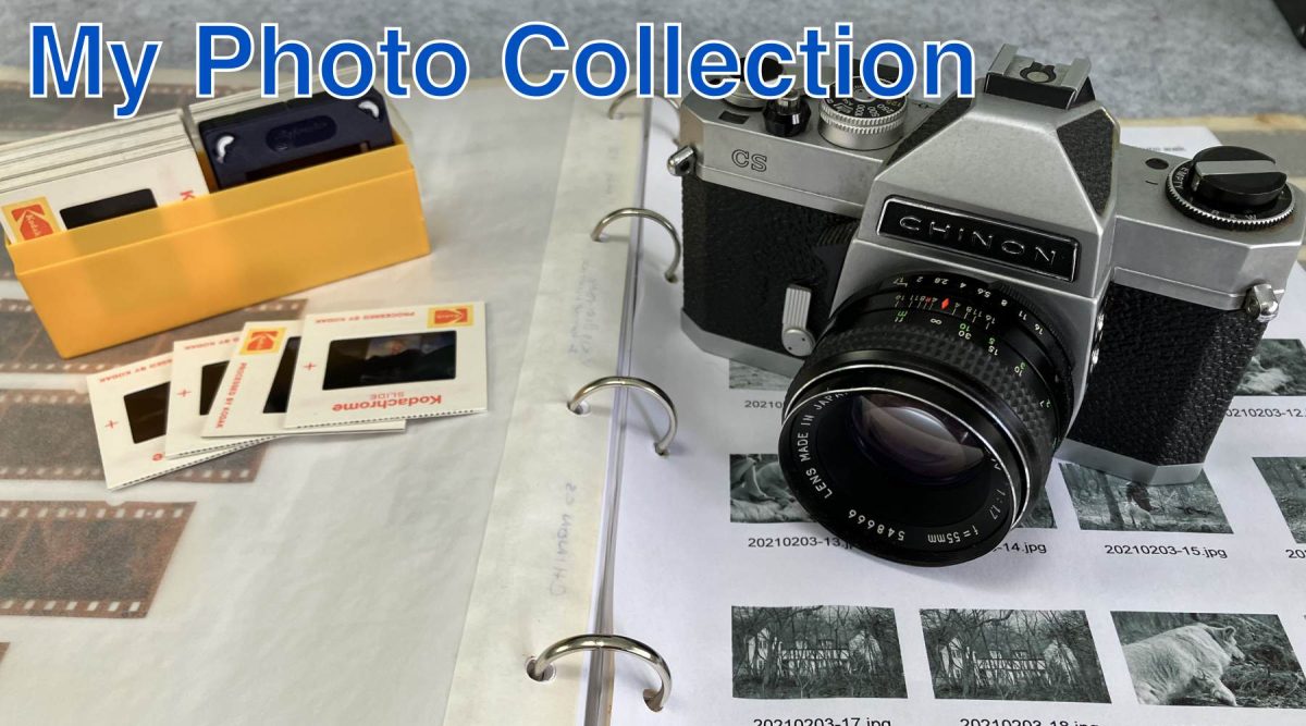 My Photo Collection – Rosetinted